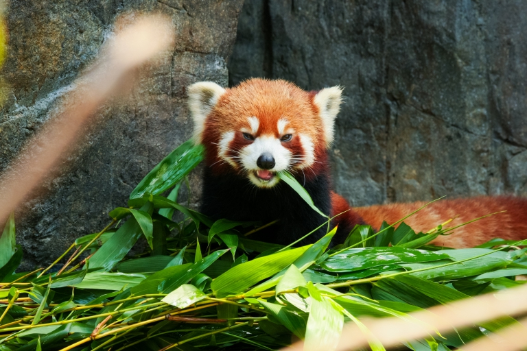 Cute red panda eating bamboo - Pandata